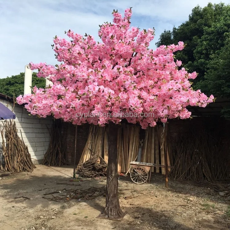 New Products Large Flower Tree 3.3m High And 10m Wide Full Japanese ...