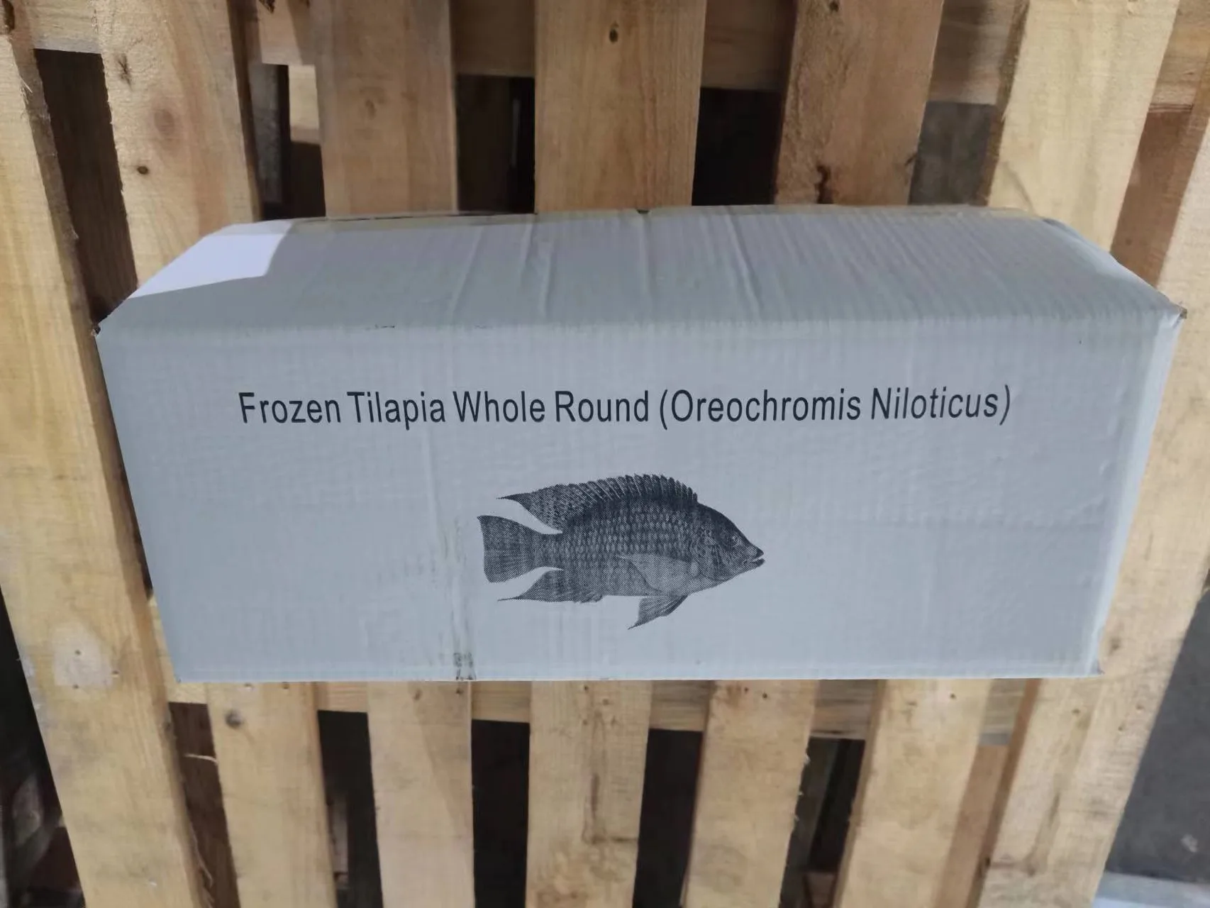 Tilapia Fish Frozen Fresh Tilapia For Sale - Buy Frozen Fresh Tilapia ...