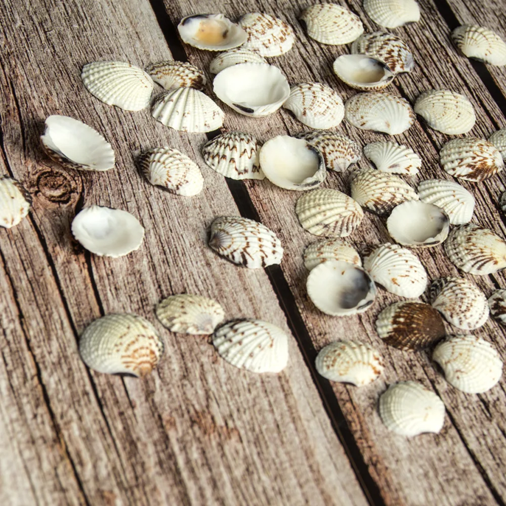 Natural Seashell Small Scallop Shells for Home Decoration| Alibaba.com
