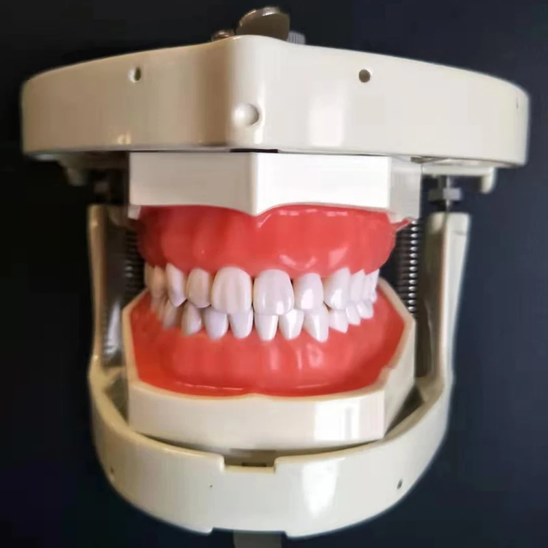 Dental Teeth Model Advanced Dental Phantom Training Simulators Head ...
