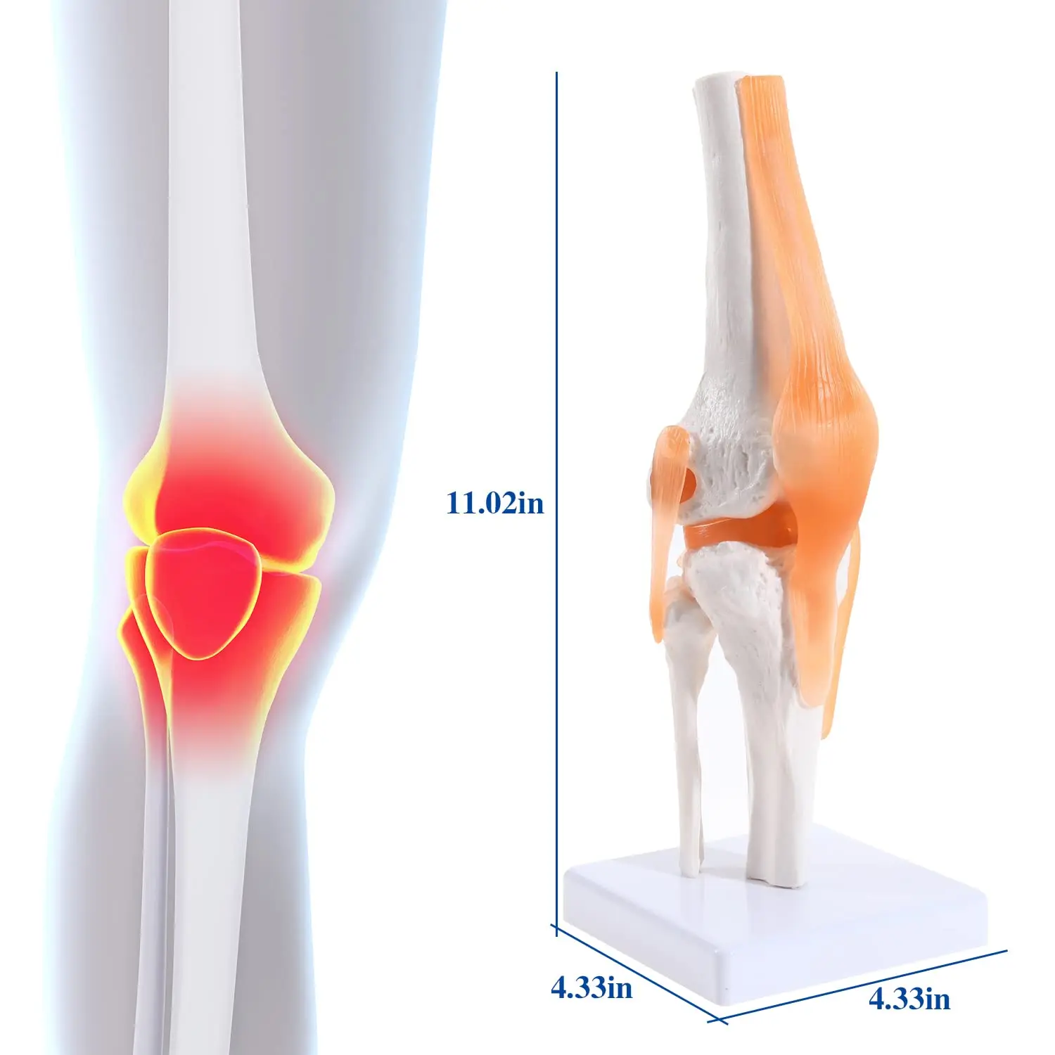 Life Size Human Knee Joint Model Plastic Knee Joint Model Anatomical ...
