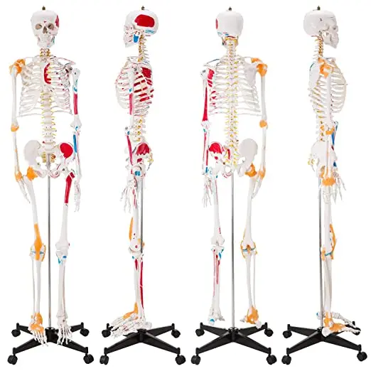 180cm Human Skeleton Model - Perfect for Medical Teaching