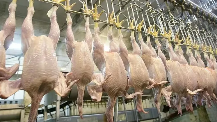 Chicken Butcher Slaughter Machine Poultry Slaughterhouse Food ...