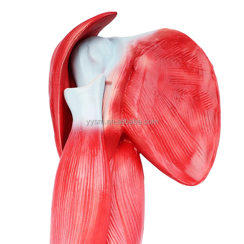 Human Superior Limbs Muscle Anatomy Model Medical Teaching 3D Muscle ...
