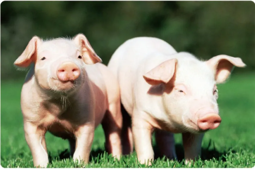 Sow Pig Abattoir Slaughtering Equipment - Efficient & Hygienic