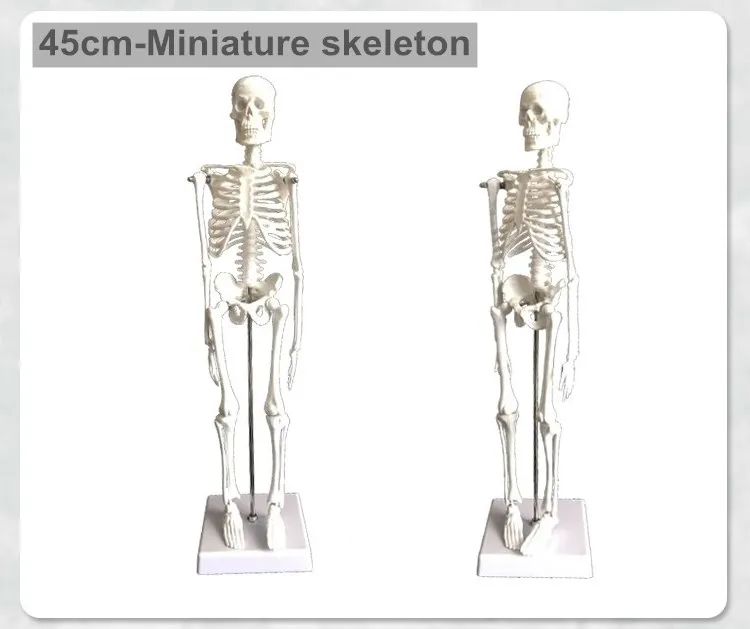 Standard People Active Model Anatomy Skeleton Learning Halloween Party ...