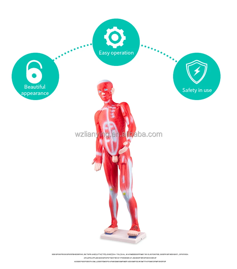 Pvc 85cm Body Anatomy Human Muscle Model - Buy Human Muscle Model ...
