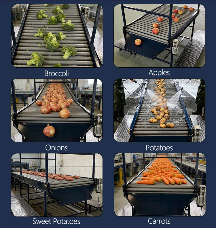 Roller Sorting Table Conveyor for Tomato Potato and Cherry Sorting ...