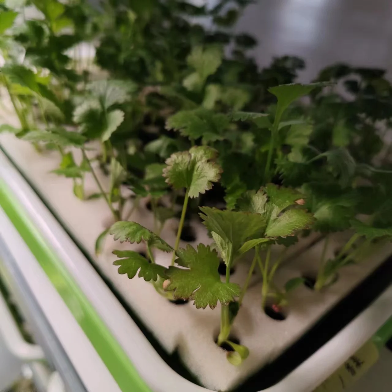Good Germination Rate Hydroponics Planting Sponge for Vegetable ...