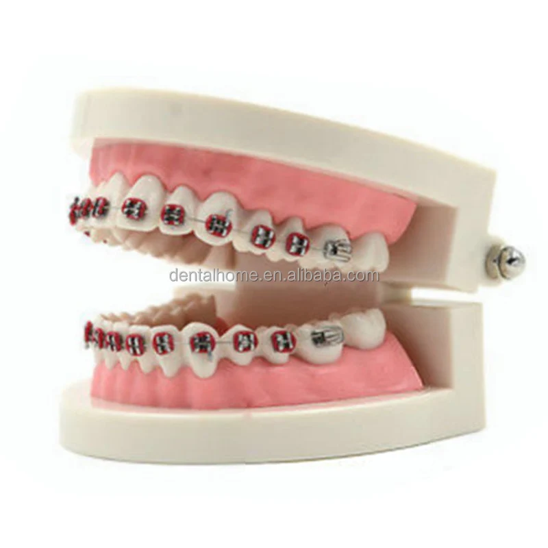 Dental Orthodontic Teach Study Teeth Model Resin Tooth Molds| Alibaba.com