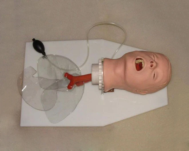 Adult Tracheal Intubation Head Model - Buy Tracheal Intubation Model ...