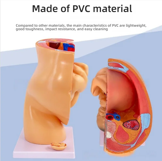 Life-size Female PVC Pelvic Anatomical Model with 9-Month Fetus
