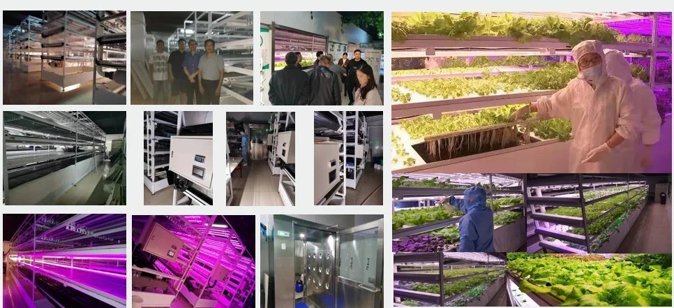 Six-Meter Long Vertical Eco-Friendly Hydroponic Farm Rack with 1 Year ...