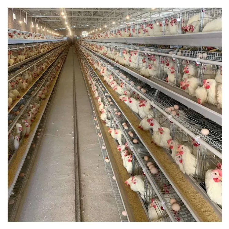 Poultry Farming Equipment Supplier Automatic Battery Egg Layer Chicken ...