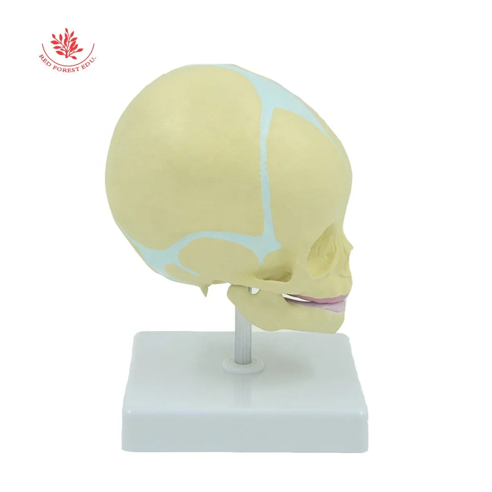 Anatomical Skull Model Fetal Skull Model Clinical Pregnancy Baby Skull ...
