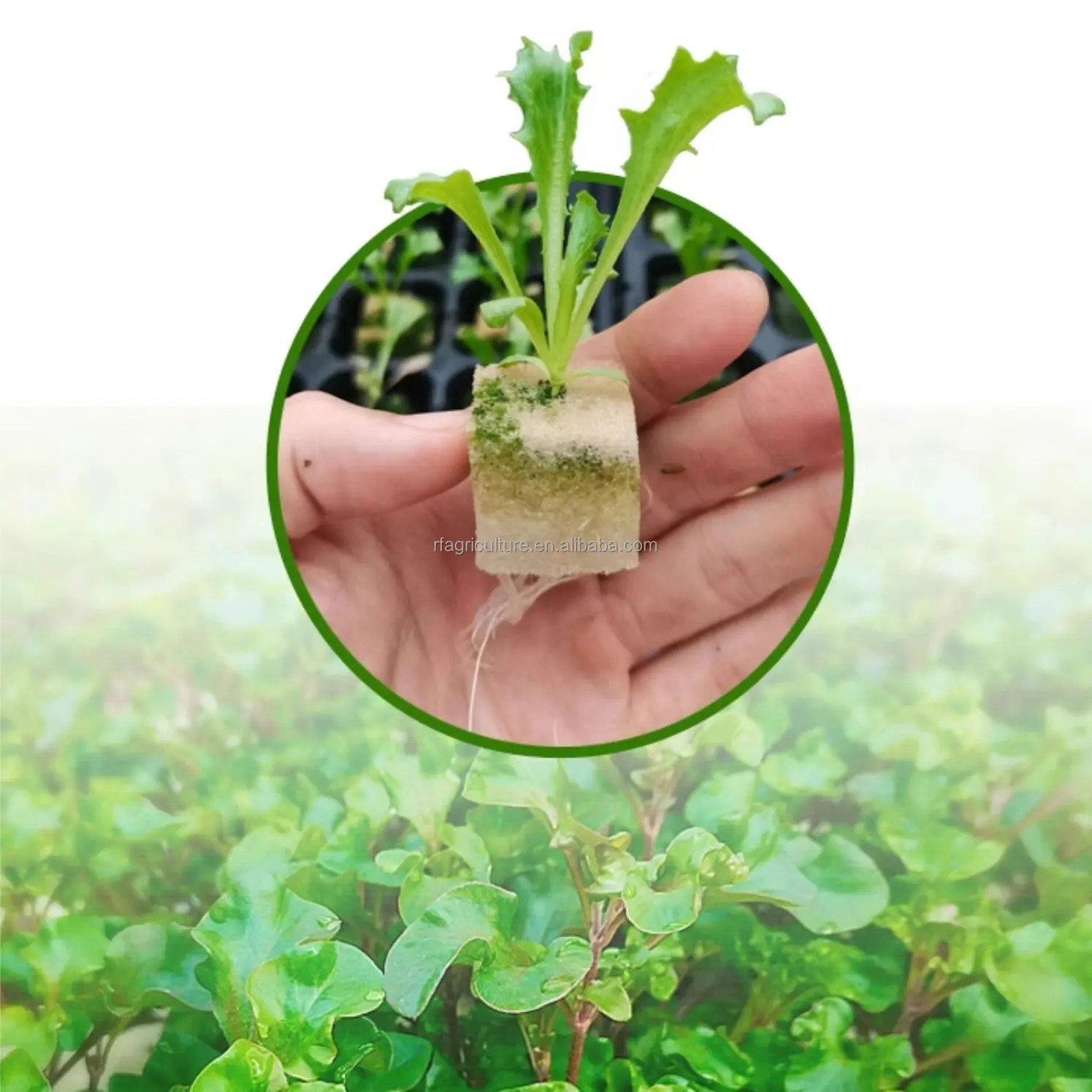 100 Holes Hydroponics Seedling Sponge Soilless Vegetable Cultivation ...