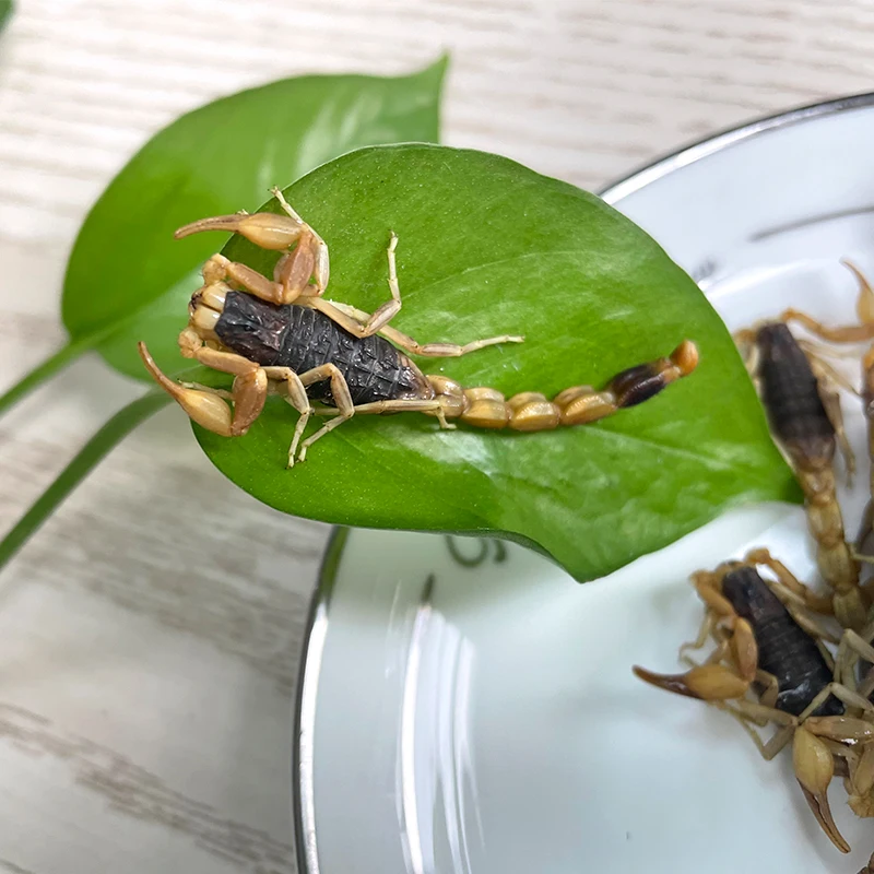 Eco Fresh Pet Food: Edible Scorpion Protein for Reptiles - Nutritious ...