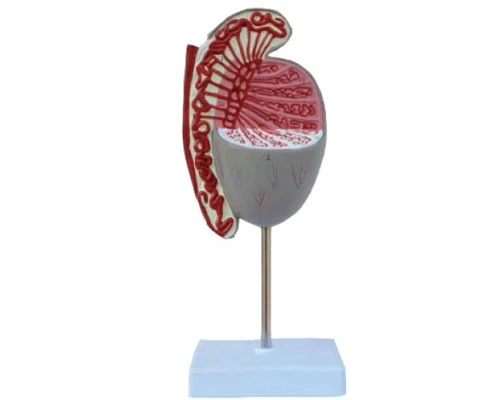 Medical Specialty Male Reproductive System Testicular Anatomical Model ...