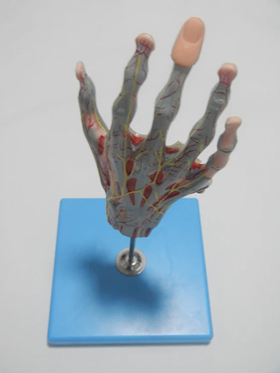 Muscle Anatomy Hand,Hand Model - Buy Plastic Hand Model,Hand Model,Hand ...