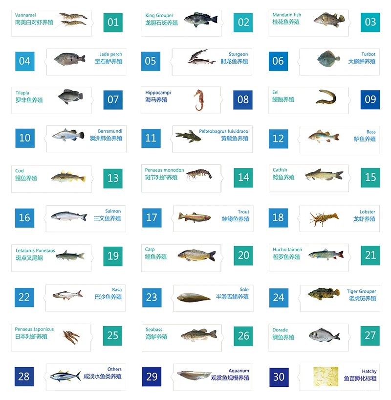 High Density Perch Farming - Efficient Land Based Aquatics