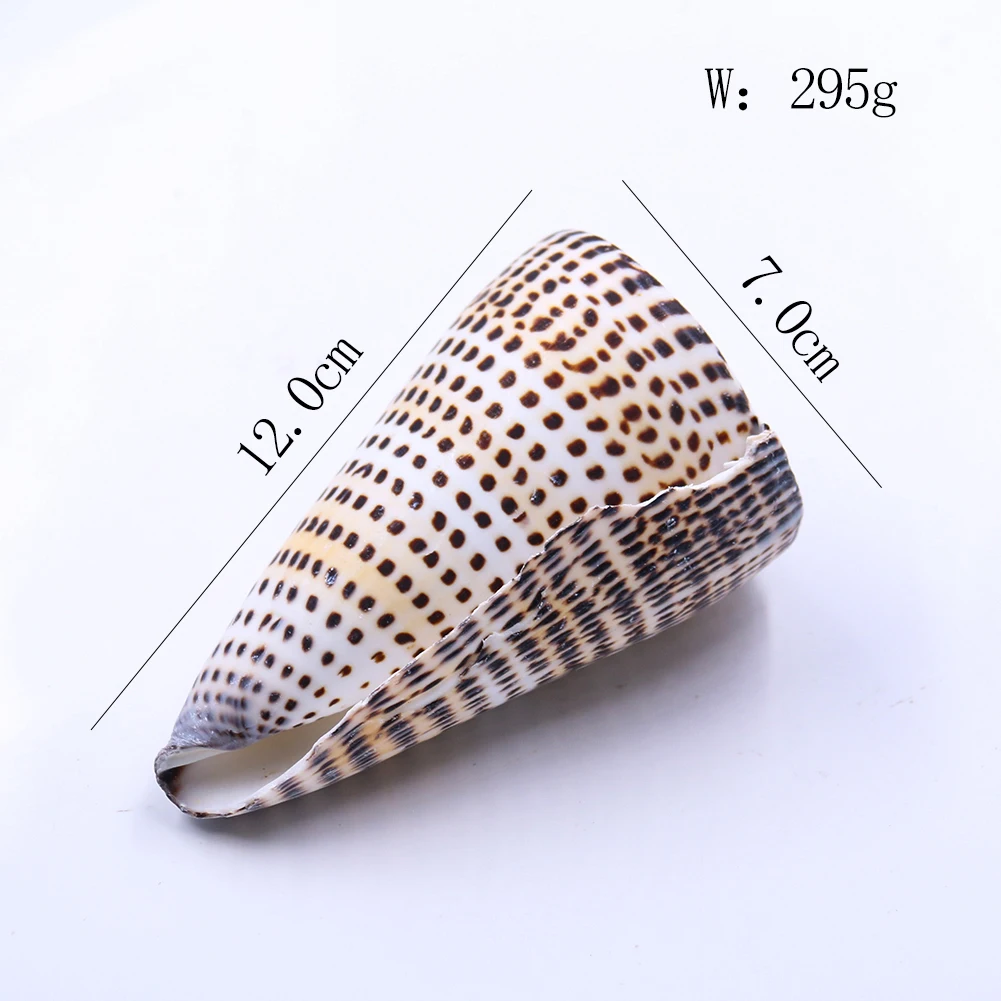 Natural Black Corn Conch Sea Shell - Perfect for Decor