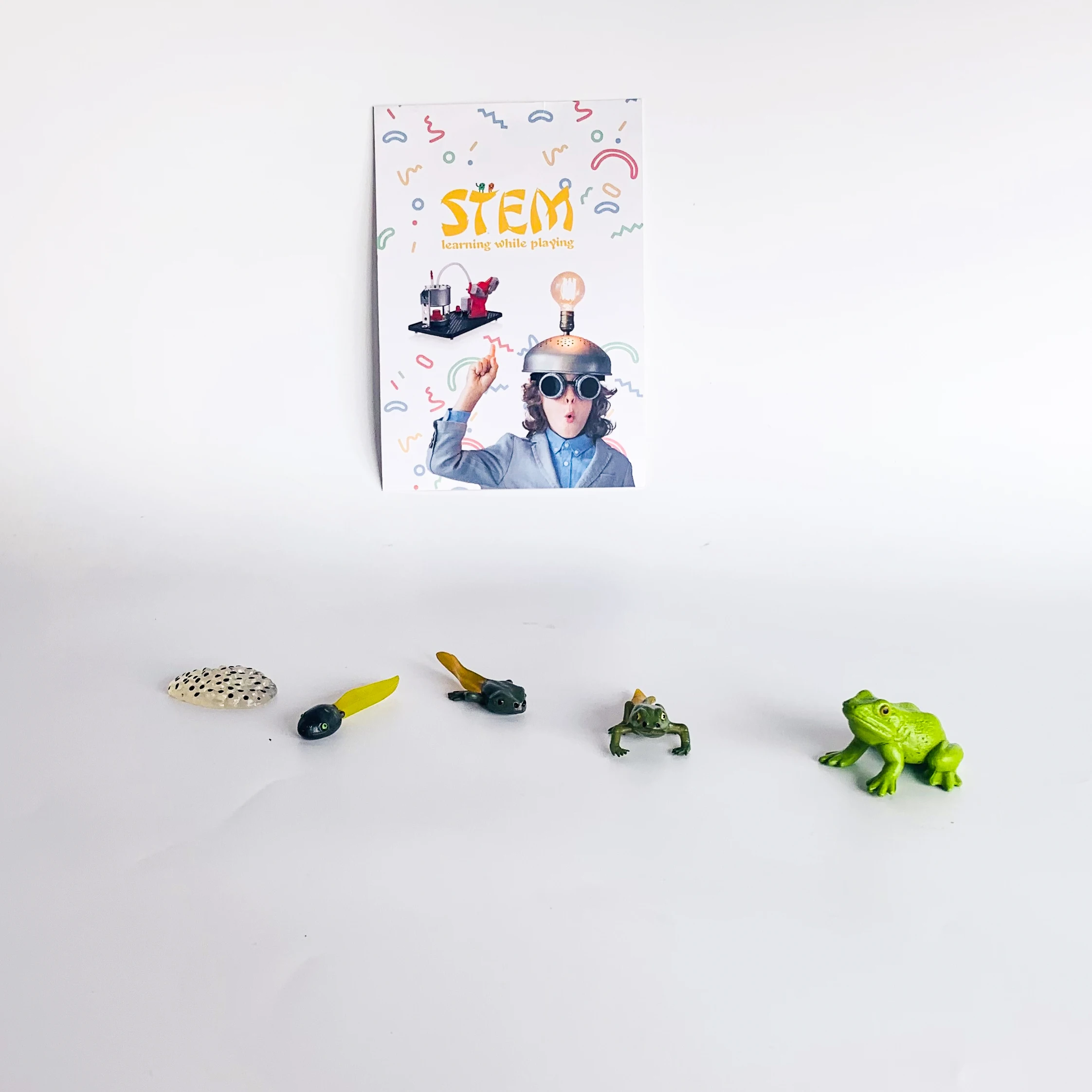 Science Stem Toy Life Cycle of Frog Biology Kit for Kids| Alibaba.com