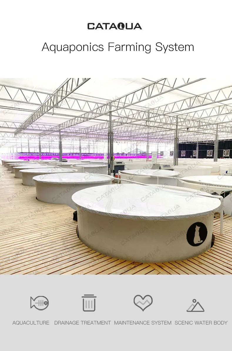 Professional RAS System Indoor Fish Farming Equipment Indoor Tilapia ...