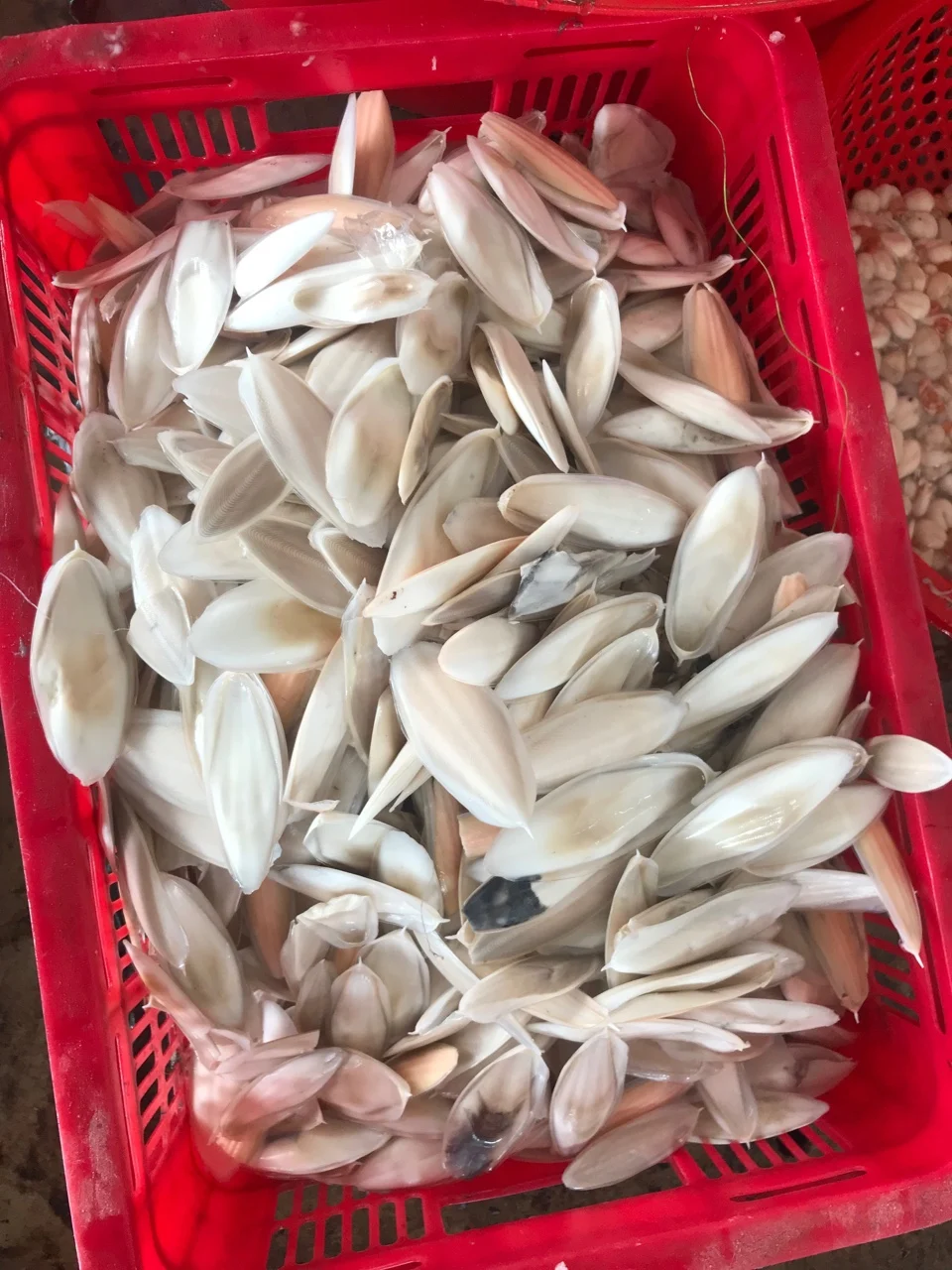Wholesale Dried Cuttlefish Bone Bleached White & Trimmed Cuttlefish ...