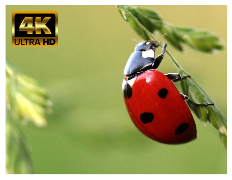 Overhead Digital Wireless Visual Presentation Presenter Wifi Document ...