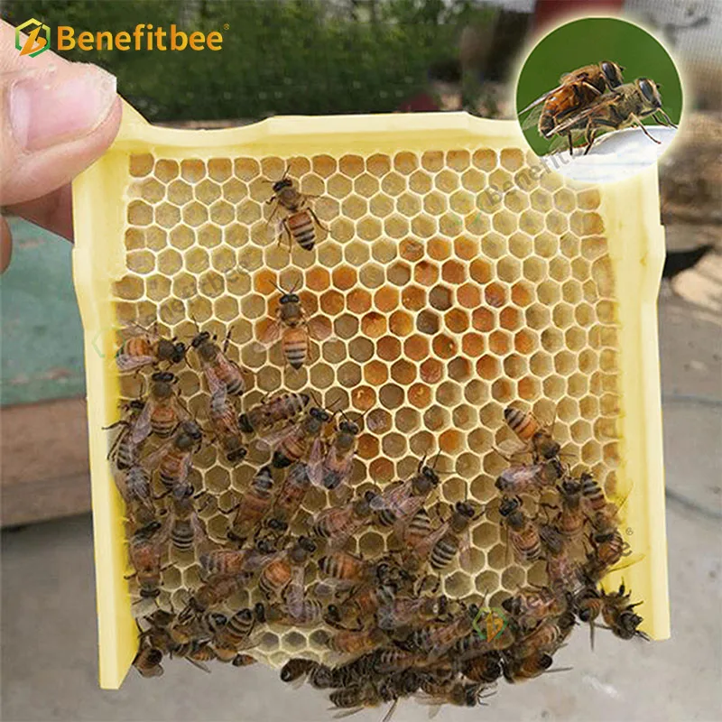 Beekeeping Essentials - Quality Honey Bee Hive Boxes