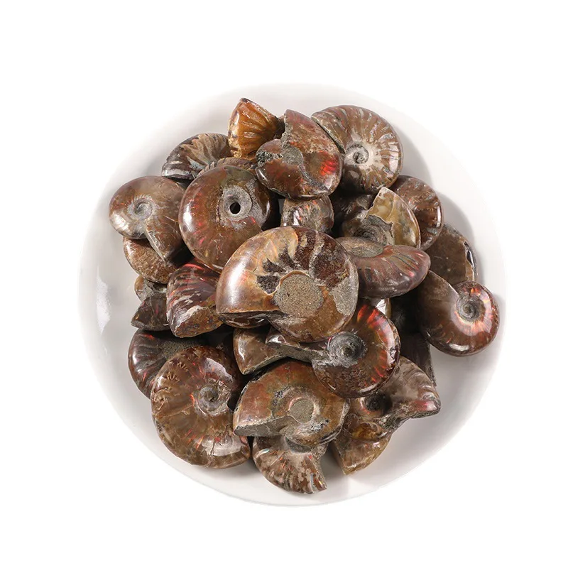 2022natural Spotted Snail Fosil Ammonite Conch Paleontological Fosil ...