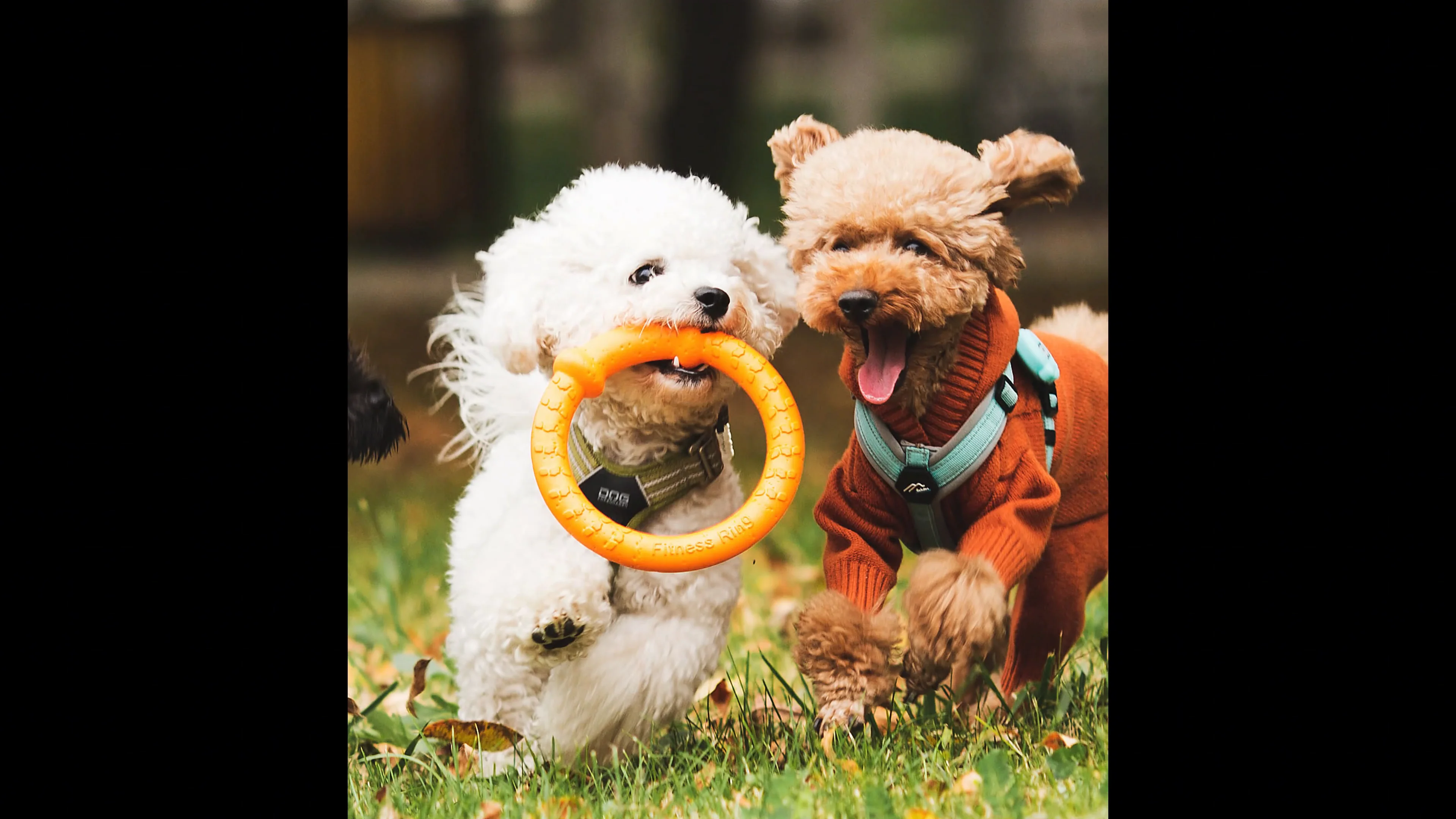 Laroo 2024 Interactive Floating Eva Foam Pet Dog Chewing Ring Flying ...