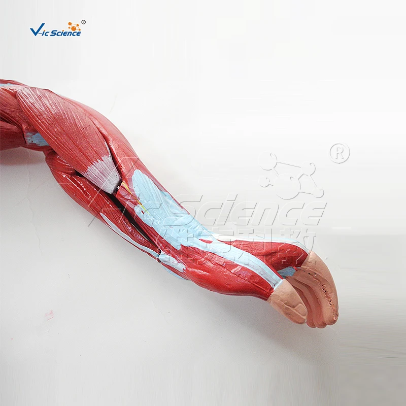 80cm Human Muscles Model Male (27 Parts) Anatomical Model Human Anatomy ...