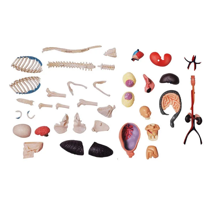Human Pregnancy Anatomy Torso - 41 Part Model for Education