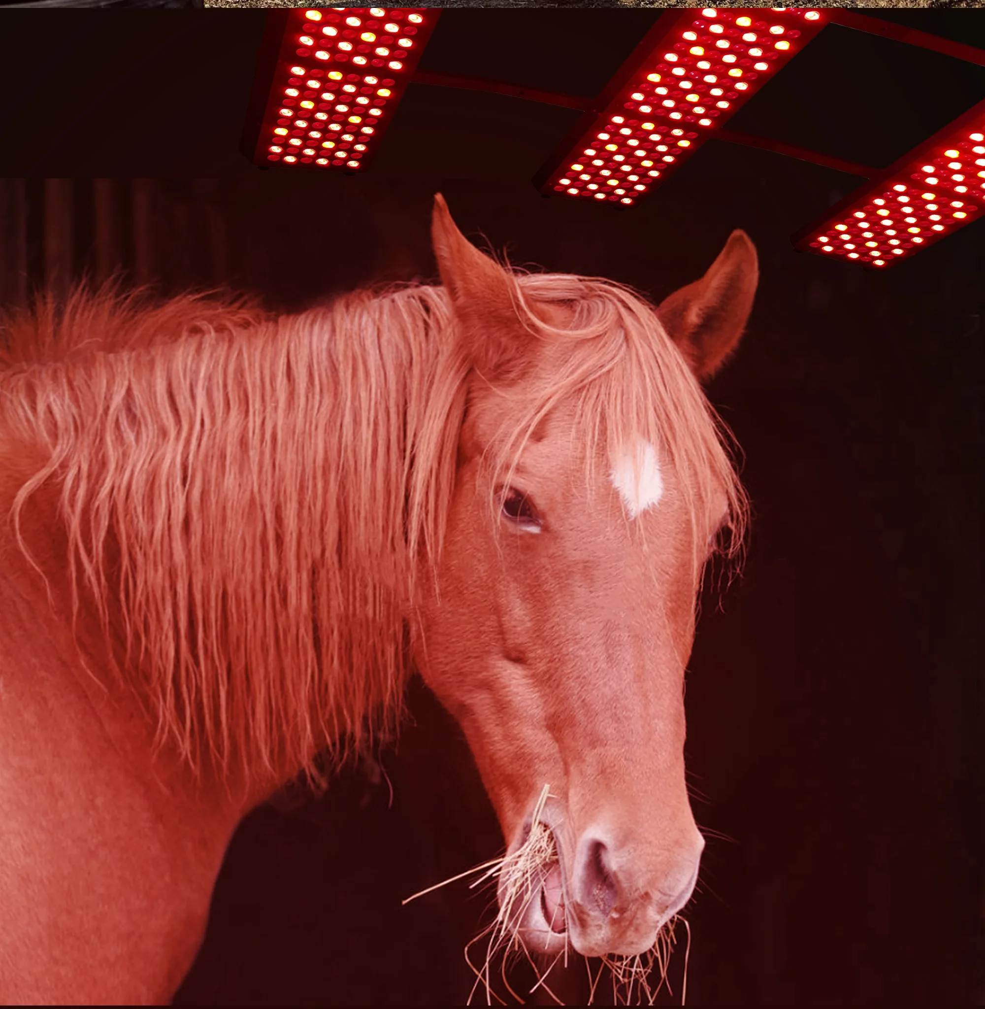 Equine Full Body Therapy Light Solarium Device Infrared Red LED Therapy ...