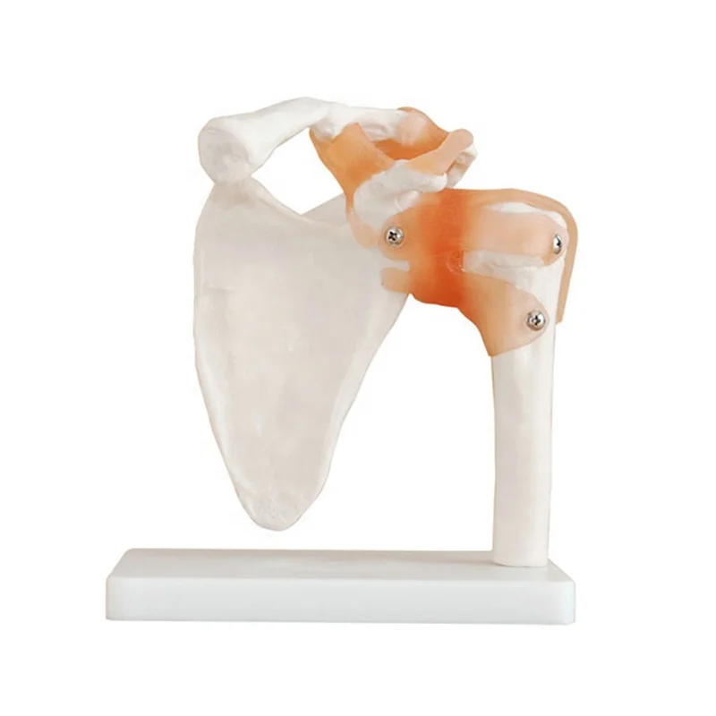Life-size Human Skeleton Sc-a1023 Shoulder Joint Ligament Shoulder ...