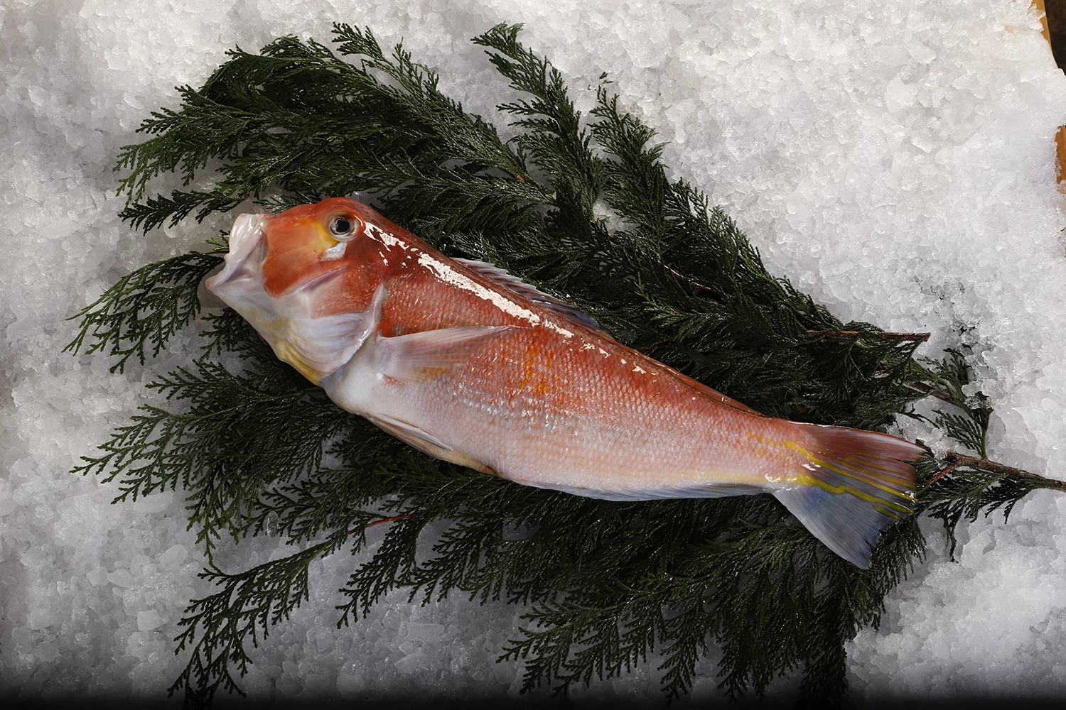 Airlift Freshly Caught Japanese Tilefish Sea Food Other Fish - Buy ...