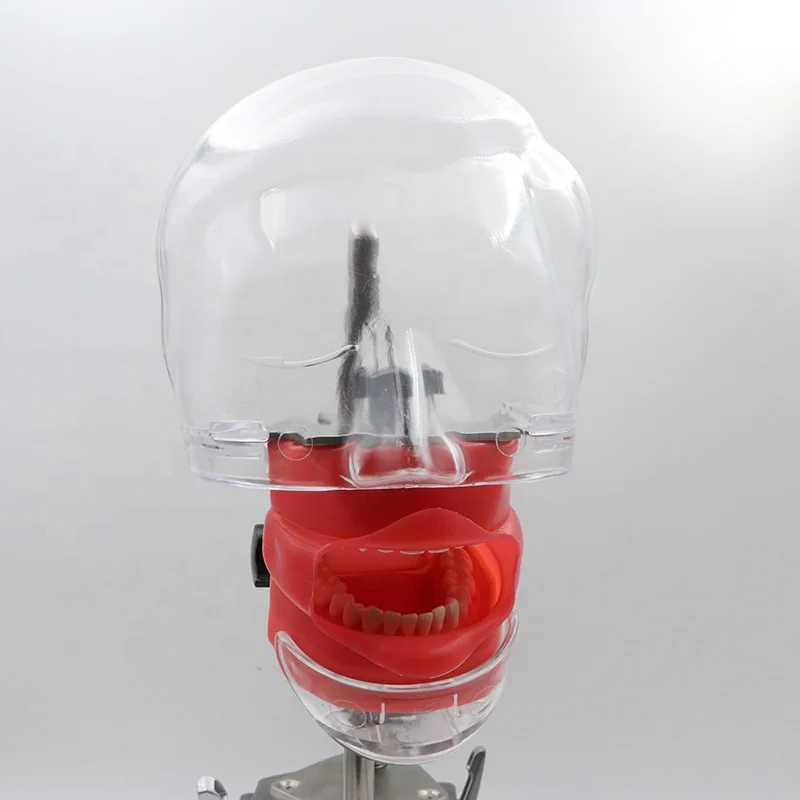 Dental Phantom Head Model For Teaching And Learning In Dental Classes ...