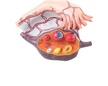 Fallopian Tube And Ovary Female Anatomic Dissection Models - Buy ...