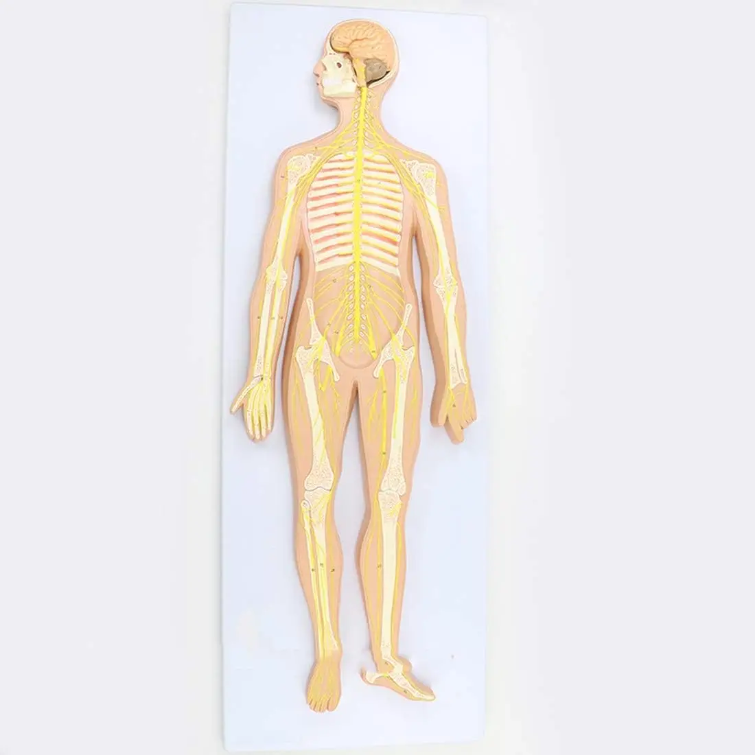 Human Nervous System Model - Educational Anatomy Tool