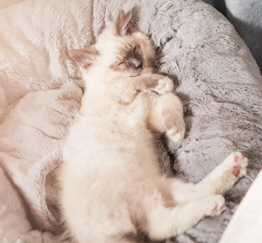 Cama Para Perro Humano Custom Pet Calming Bed Luxury Human Size Dog Bed ...