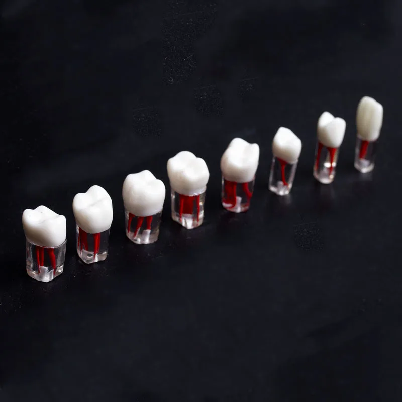 Dental Oral Practice Model of Transparent Root and Pulp Cavity of ...