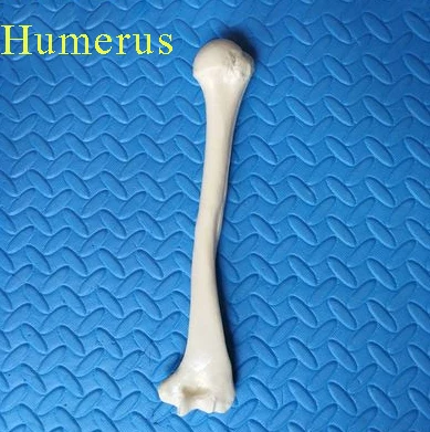 Humerus Model Human Bone Model Skeleton Model Medical Human Arm Bone ...