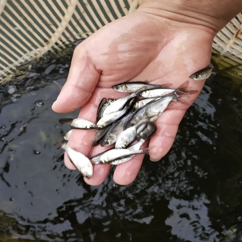 0.5hp FUTI Aquaculture Fish Farming Equipment Water Pump Machine Splash ...