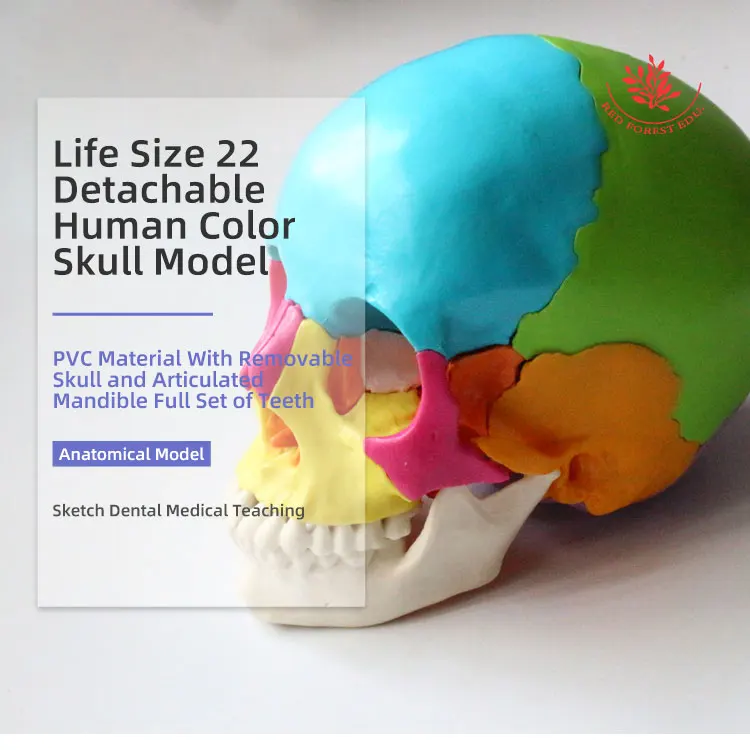 22 Parts Skull Model - Anatomical Teaching Aid for Students