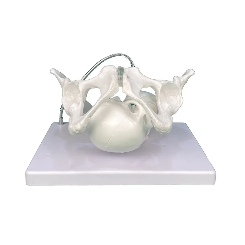 Kyrenmed Female Pelvis Model With Fetal Skull Midwifery Teaching Model ...