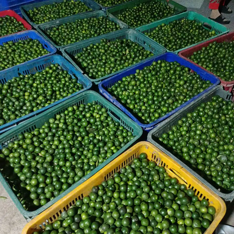 Fresh Calamansi from Vietnam - Nutritious Citrus Fruit