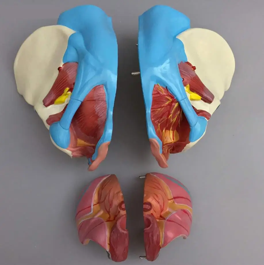Anatomical Female Pelvis Model - Educational Tool for Nurses