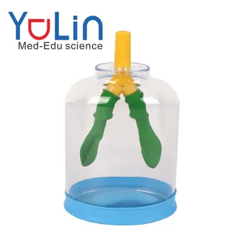 Human Respiratory System Model Lung Anatomy Teaching Simulation Of ...