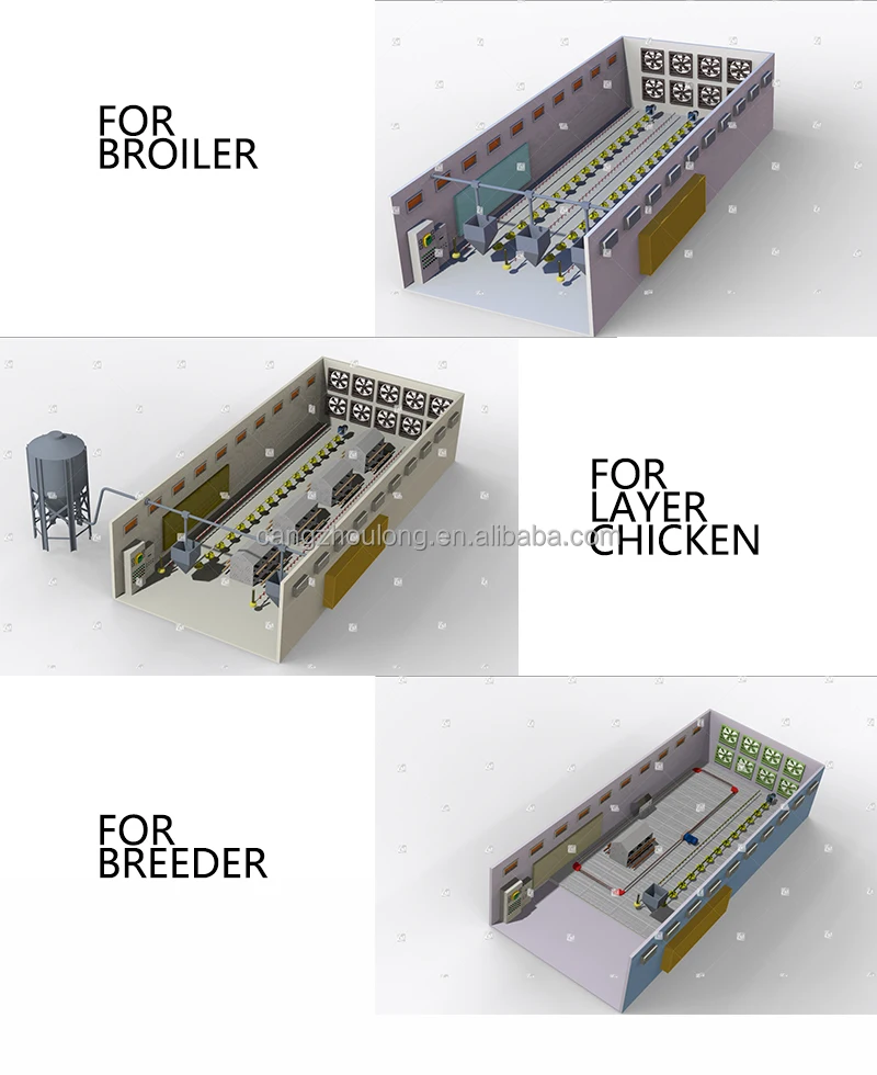 ZZ Complete Poultry House Turn Key Project - Automatic Feeding